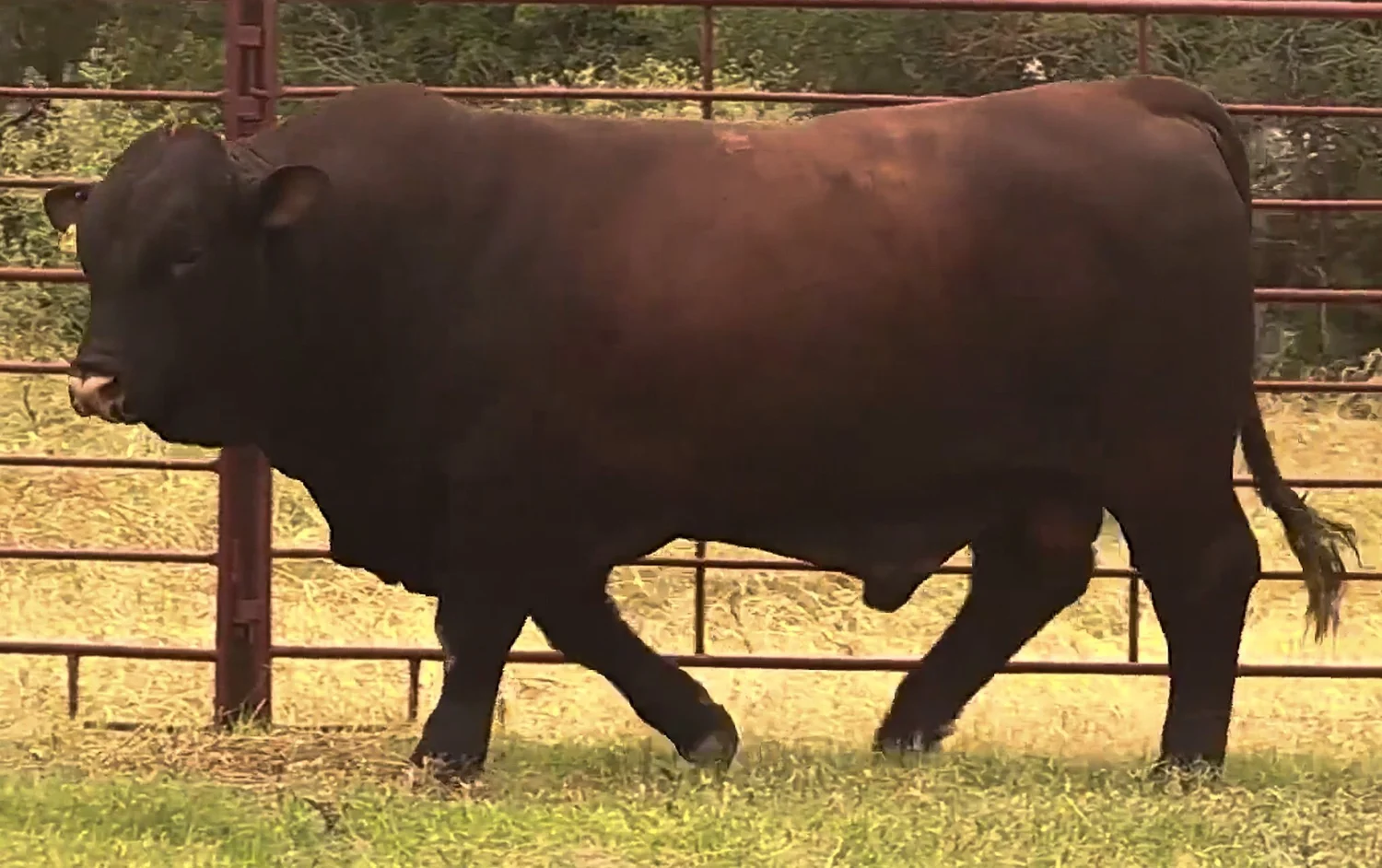 El Perdido Ranch Beefmasters