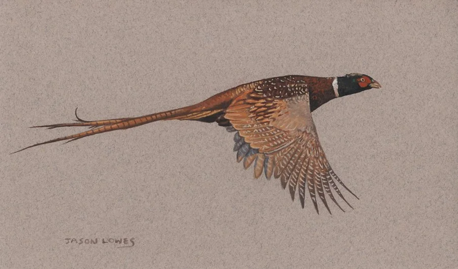 Pheasant Flying Drawing