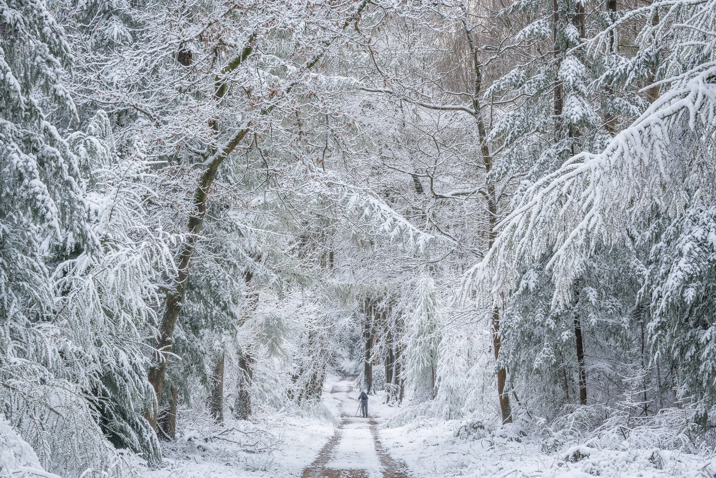 Mesmerising winter conditions in a magical forest — Jeroen Schouten ...