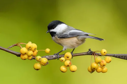 Songbird Selections Classic Wild Bird Food — with Added Vitamins and No ...