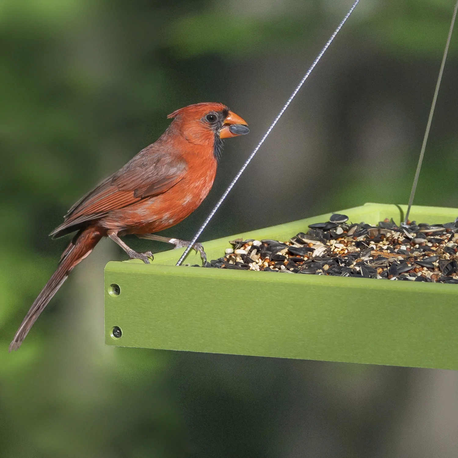 Songbird Supreme — Audubon Park