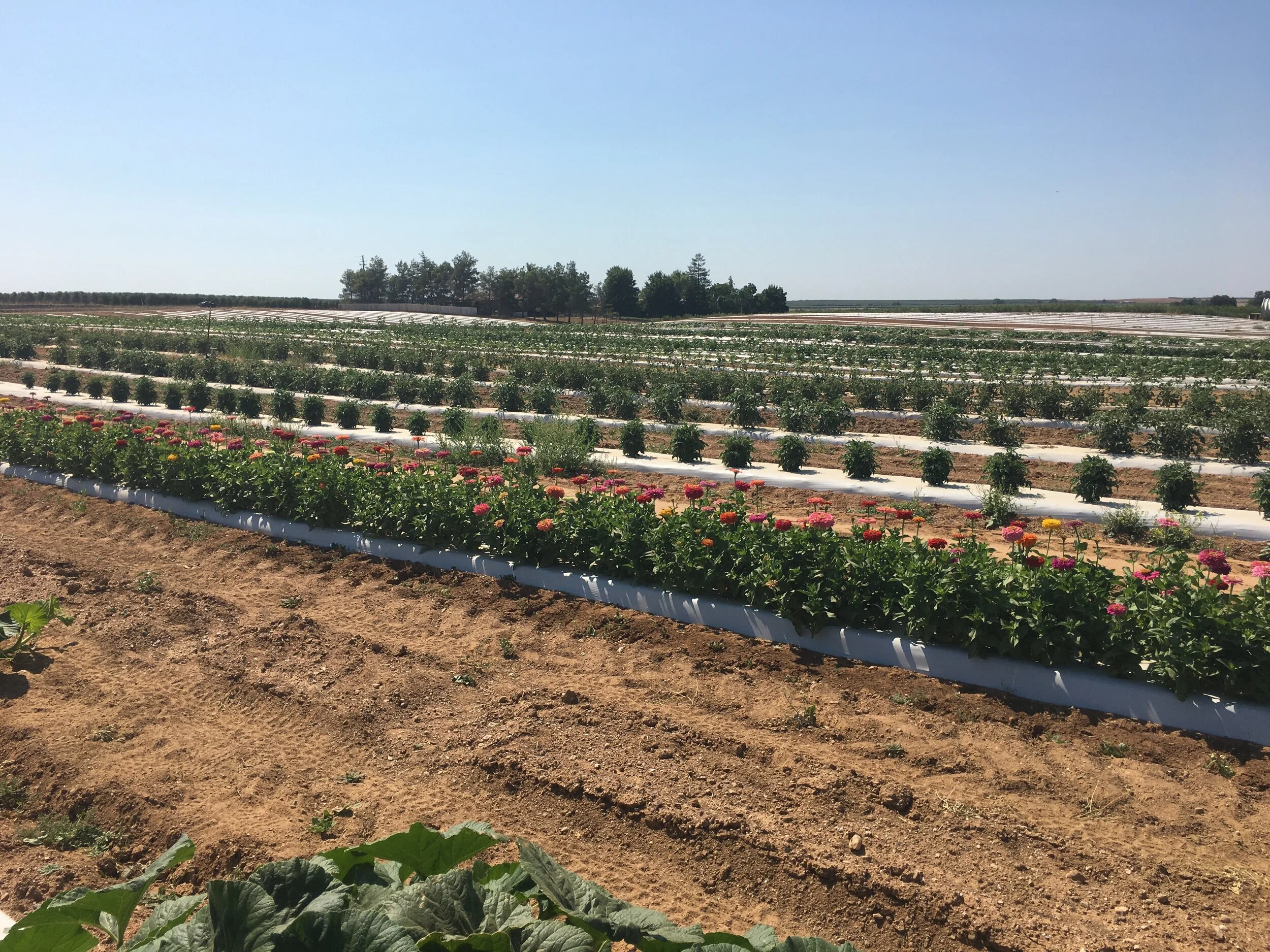 Aunt Hannah's Farm | Certified Organic Produce