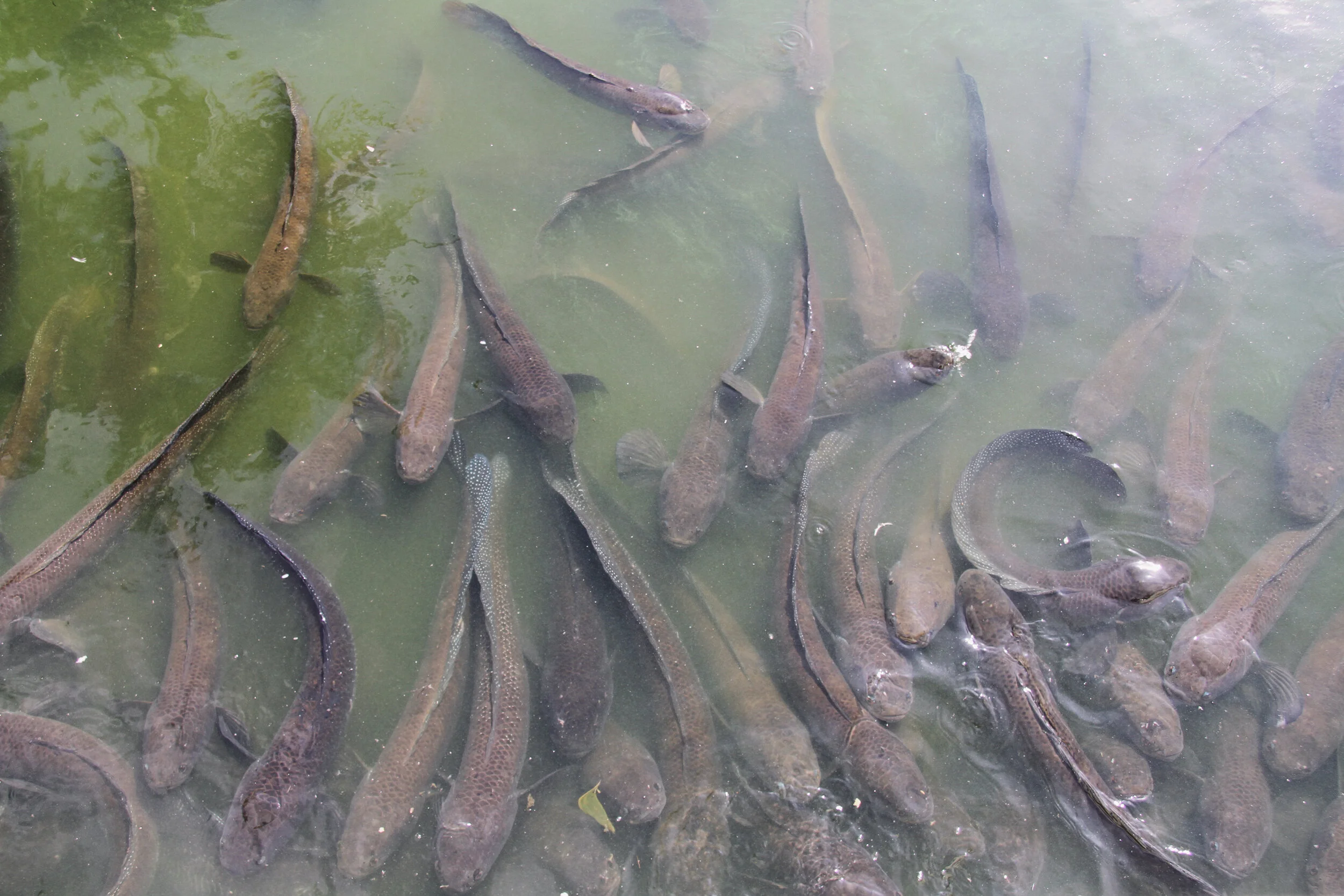 Rock pigeons and gozar fish at Shah Jalal Shrine in Sylhet ...