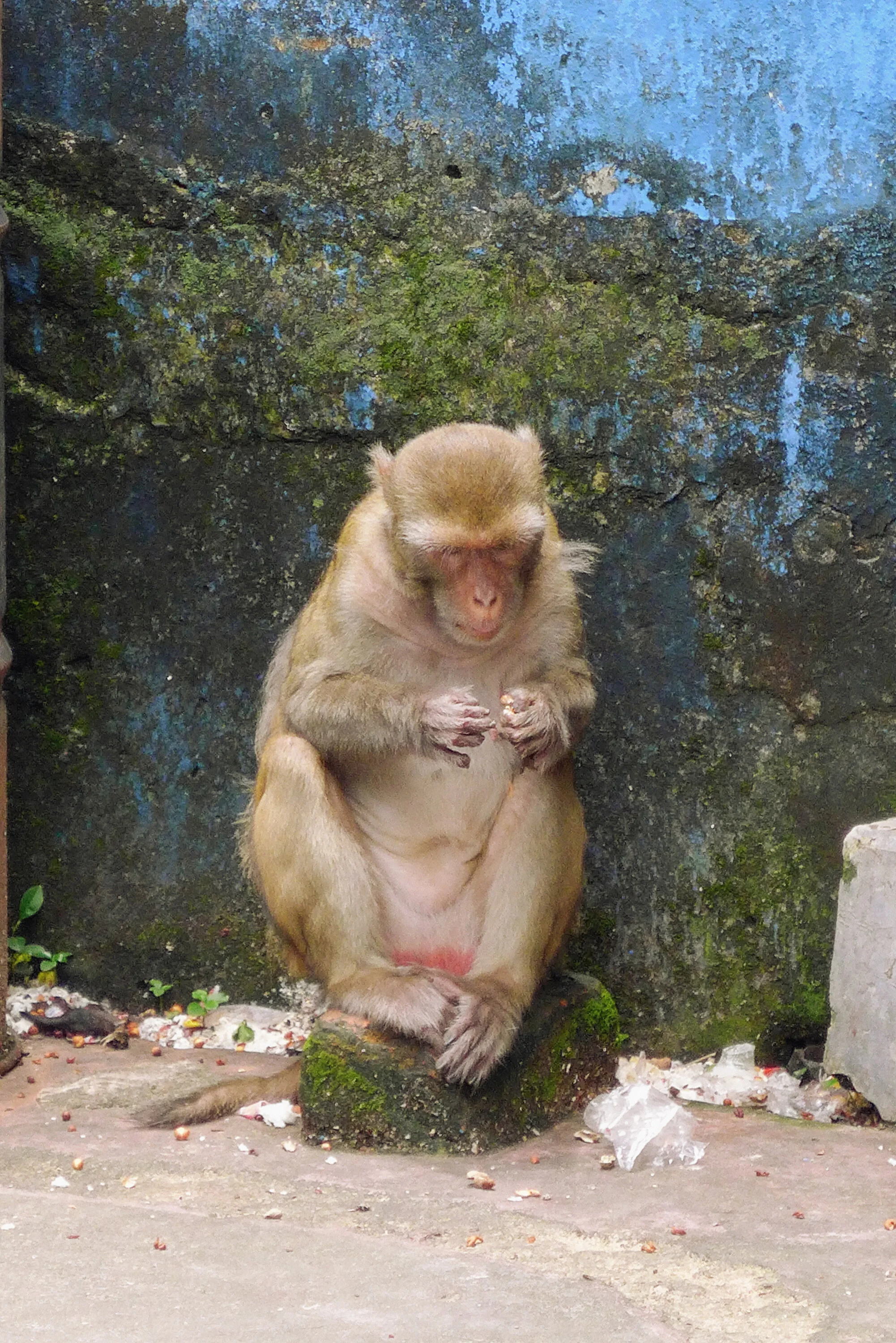 Rhesus Macaque monkeys at Seyed Chasni Pir in Sylhet, northeastern ...