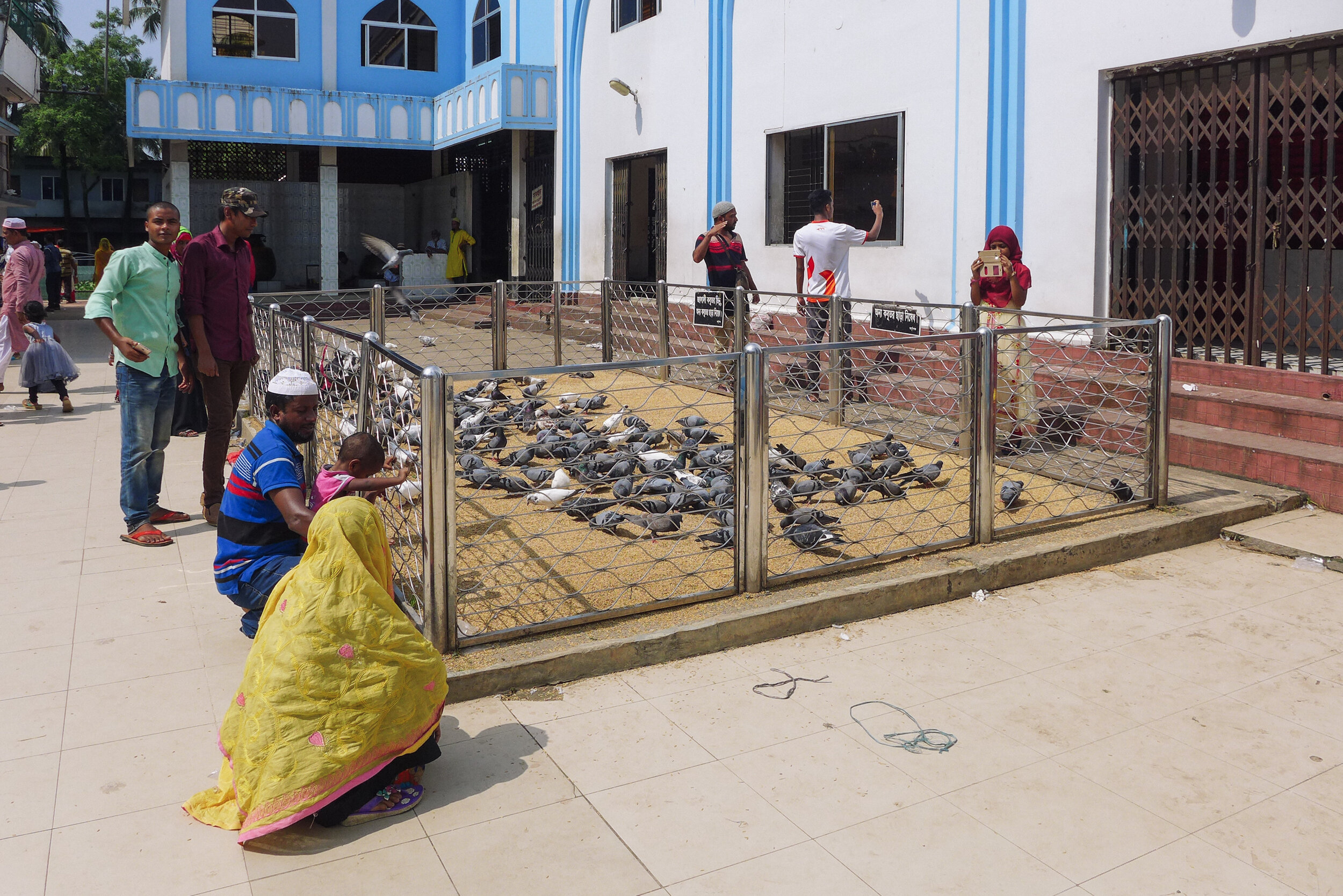 Rock pigeons and gozar fish at Shah Jalal Shrine in Sylhet ...