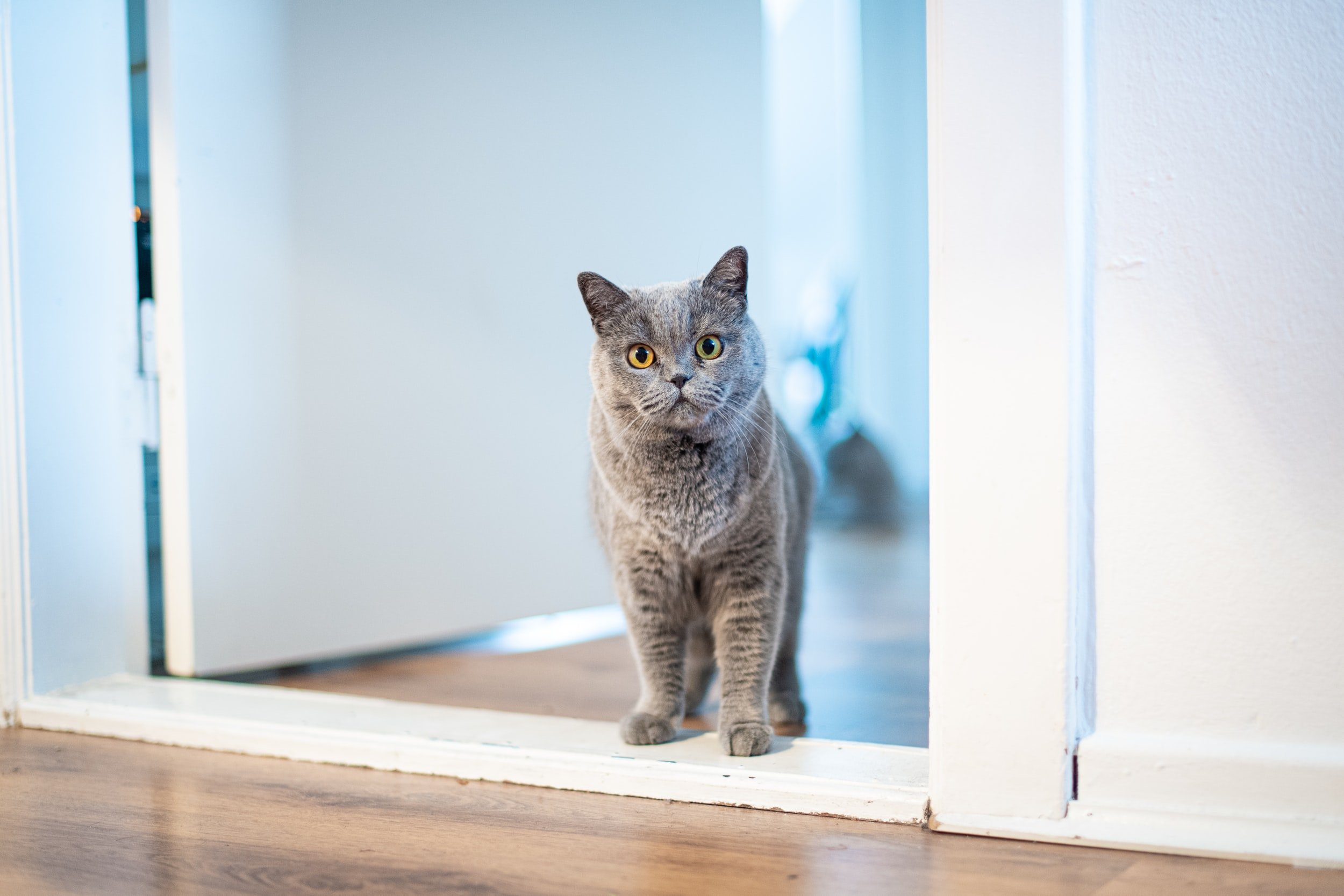 sylvester.ai | Predictive Animal Healthcare Tools sylvester.ai | Predictive Animal Healthcare Tools
