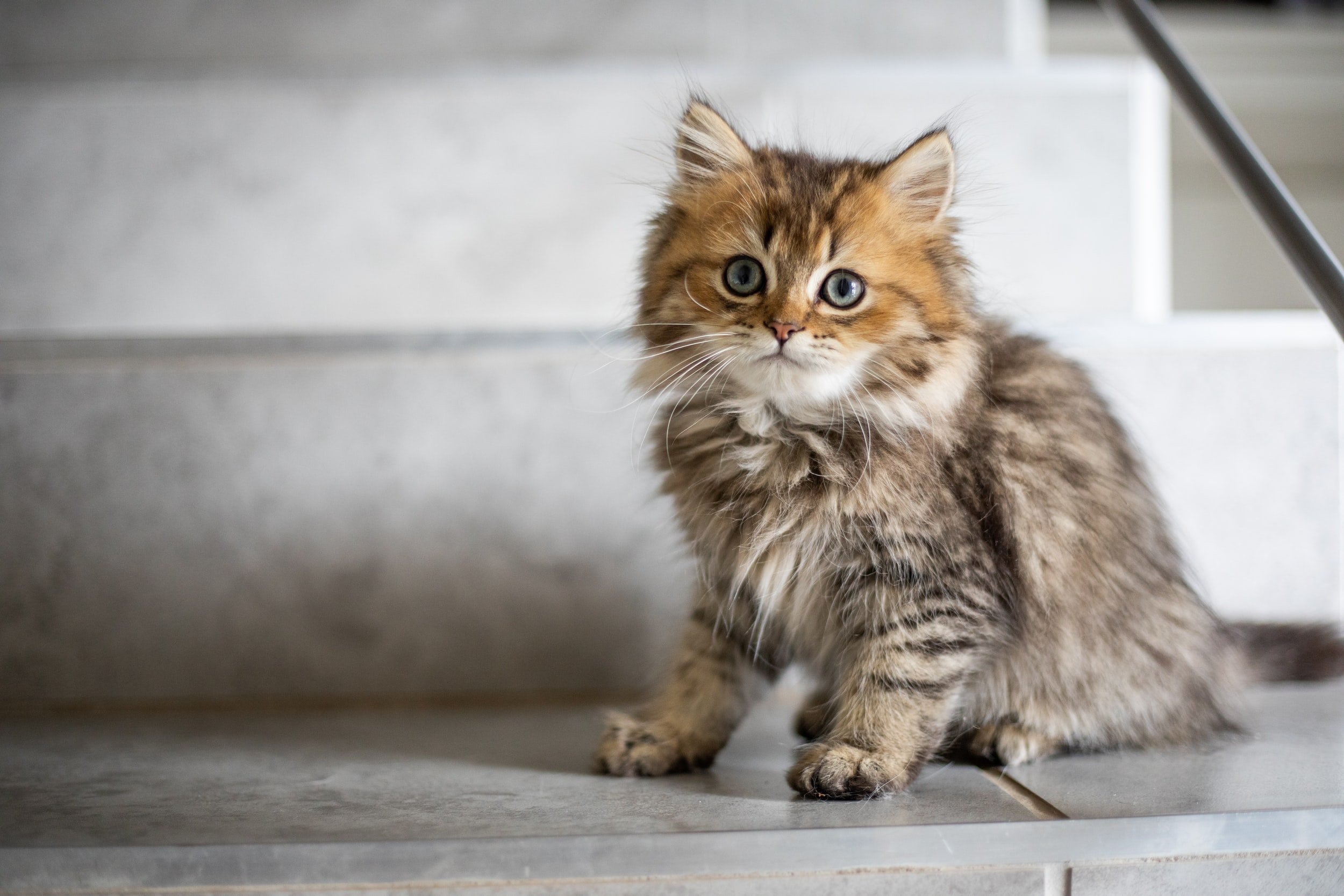 sylvester.ai | Predictive Animal Healthcare Tools sylvester.ai | Predictive Animal Healthcare Tools