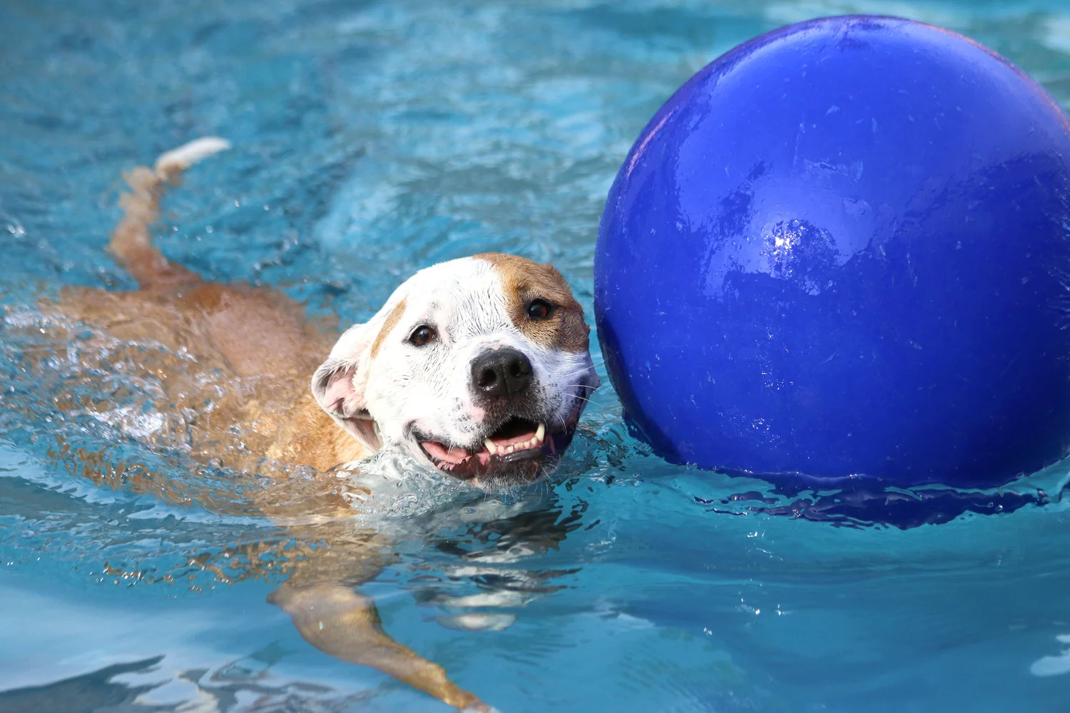 Splash Canine Swim Club