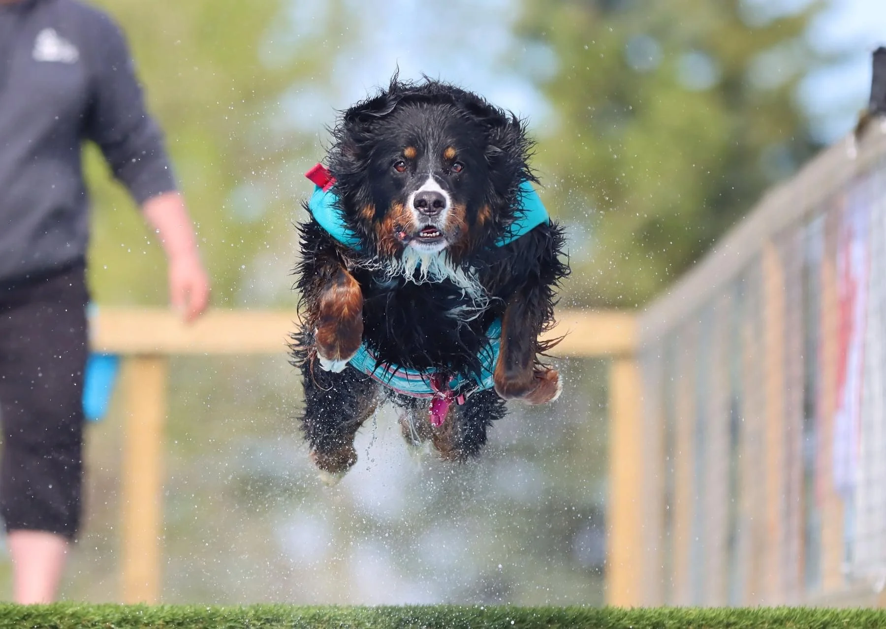 Dock Diving Lessons for Dogs — Splash Canine Swim Club
