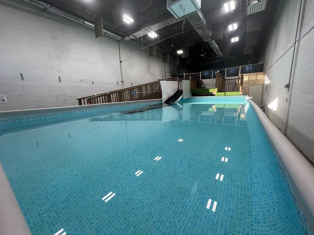 Splash Canine Swim Club
