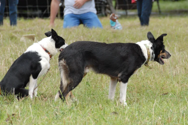 Mississippi Pecan Festival in September — Fulmer's Farmstead