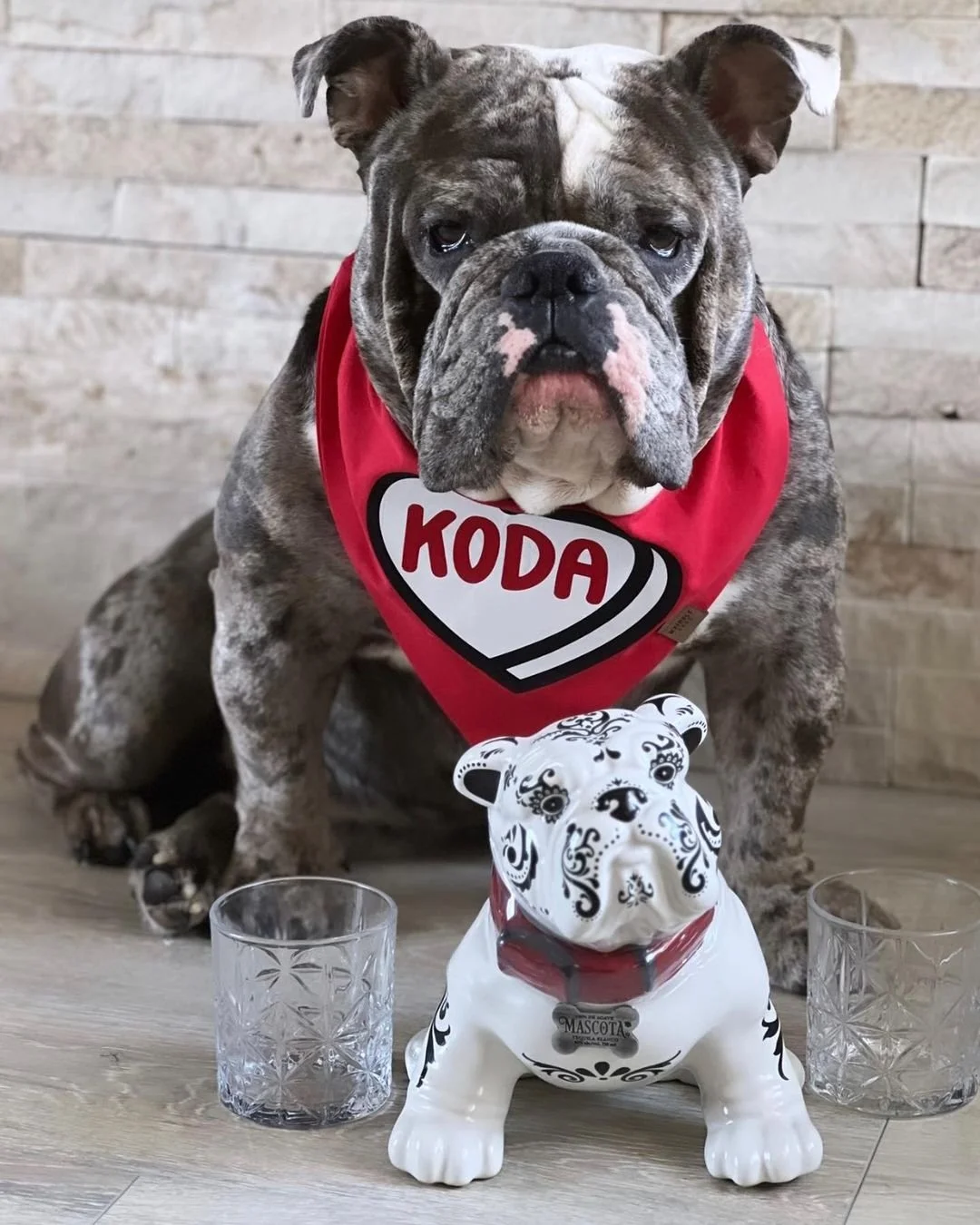 Shop Mascota — MASCOTA TEQUILA