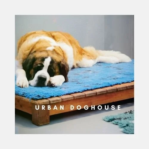 Dog Boarding — Urban Doghouse