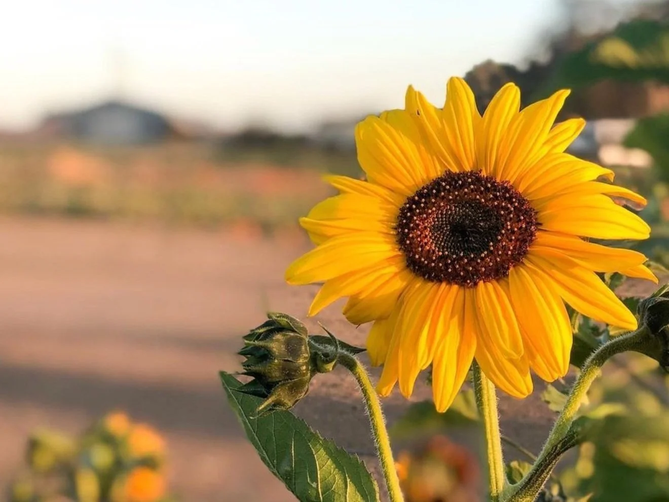 Fundraising Events — Ceres Community Project