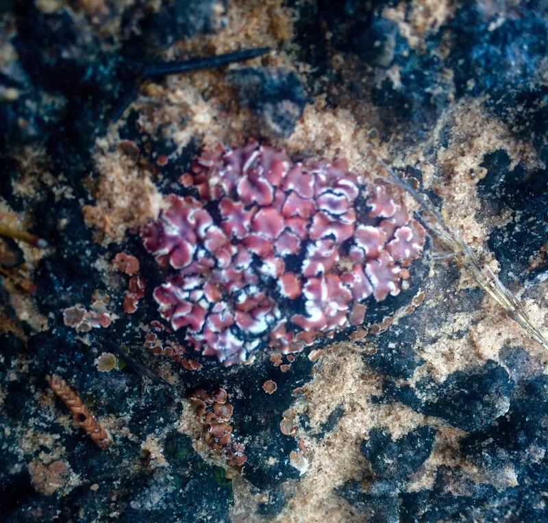 Biocrust ecology — Dryland Ecology and Management Lab