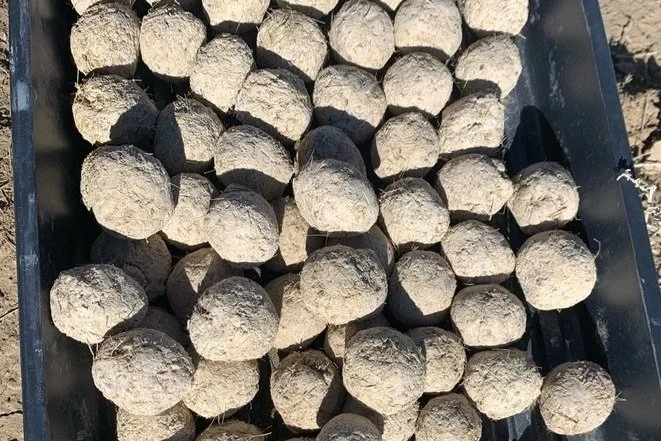 Seed pellets: a protective dryland seeding method — Dryland Ecology and ...