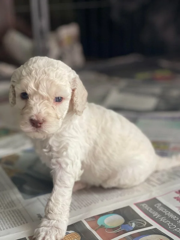 Puppies — Lilleholm Farm's Labradoodles