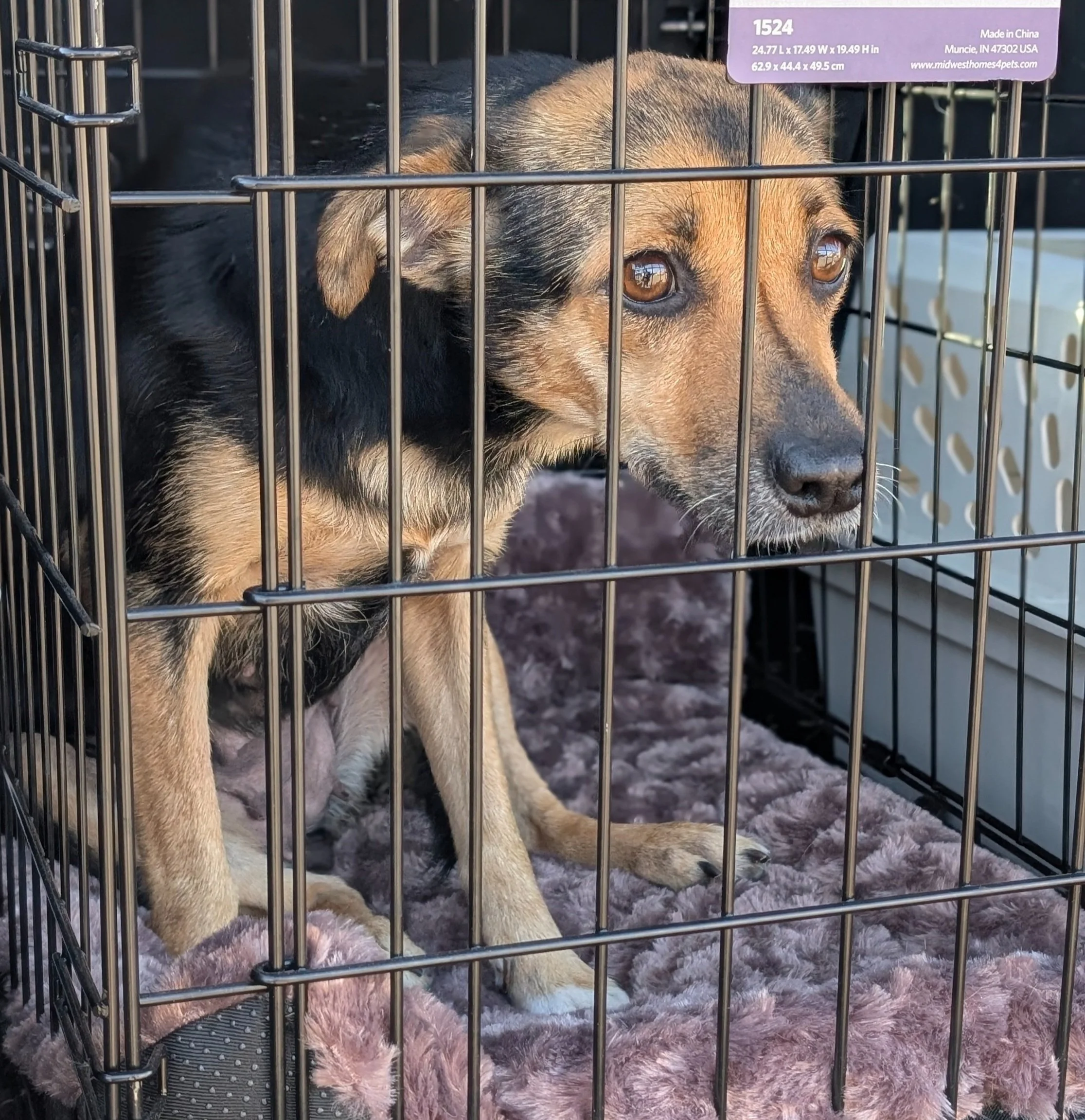 Haven Dog Rescue - Match Made in Haven