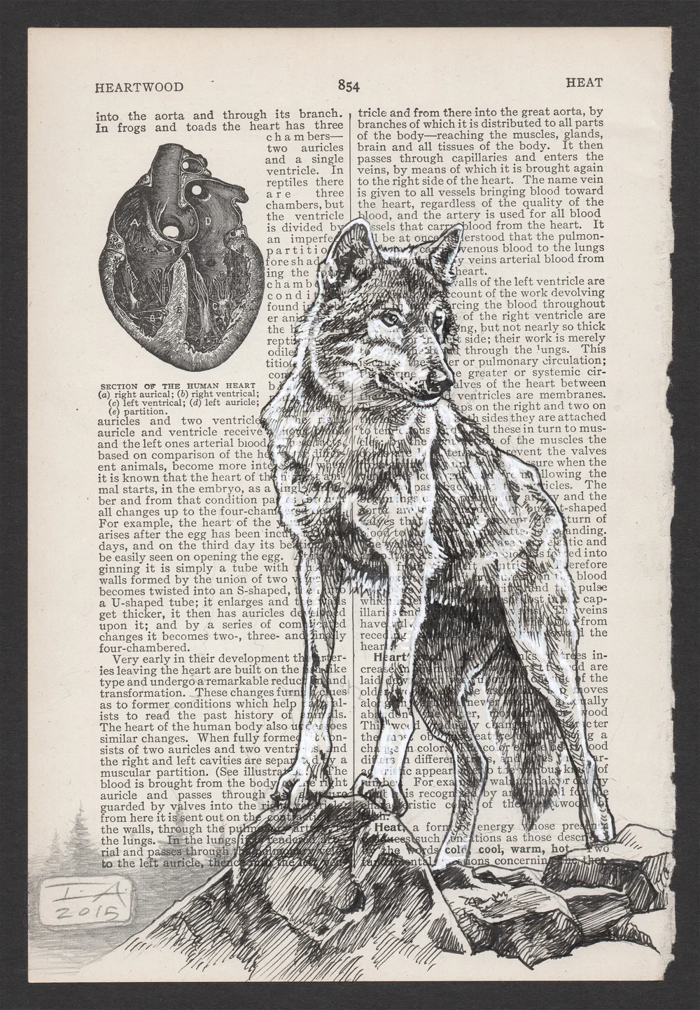 Vintage Wolf Illustration