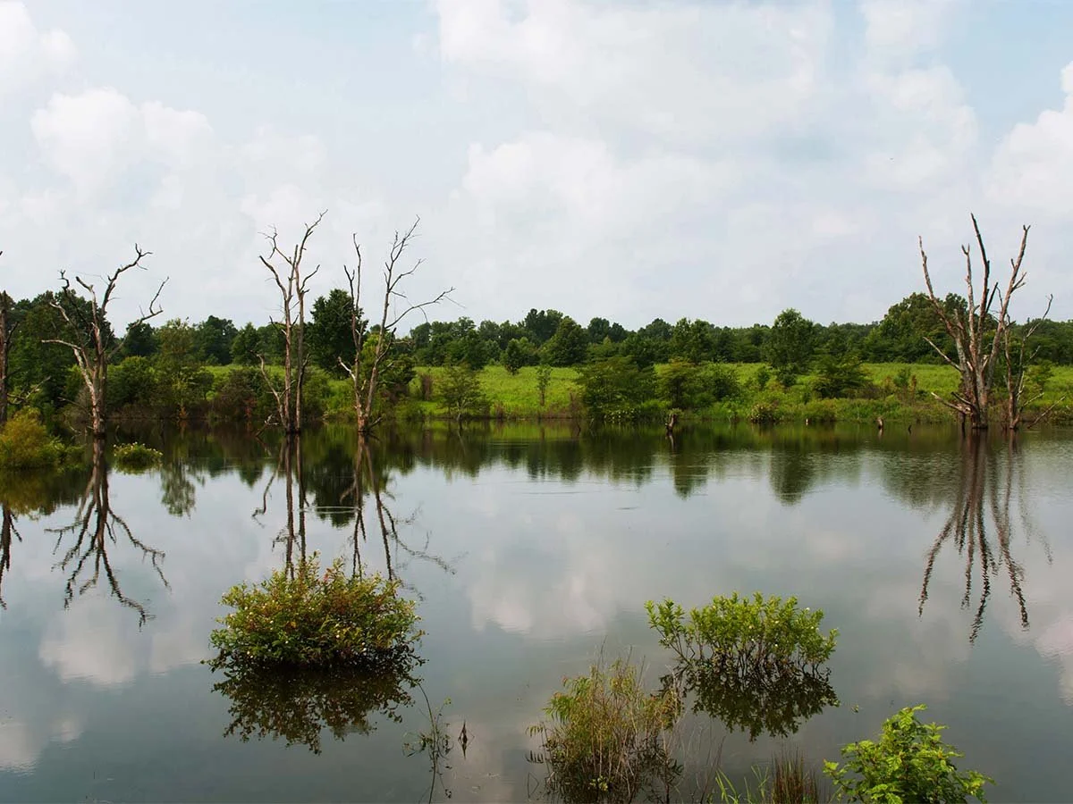 Cache River Duck Hunting | Duck Hunting TV — Streemfire