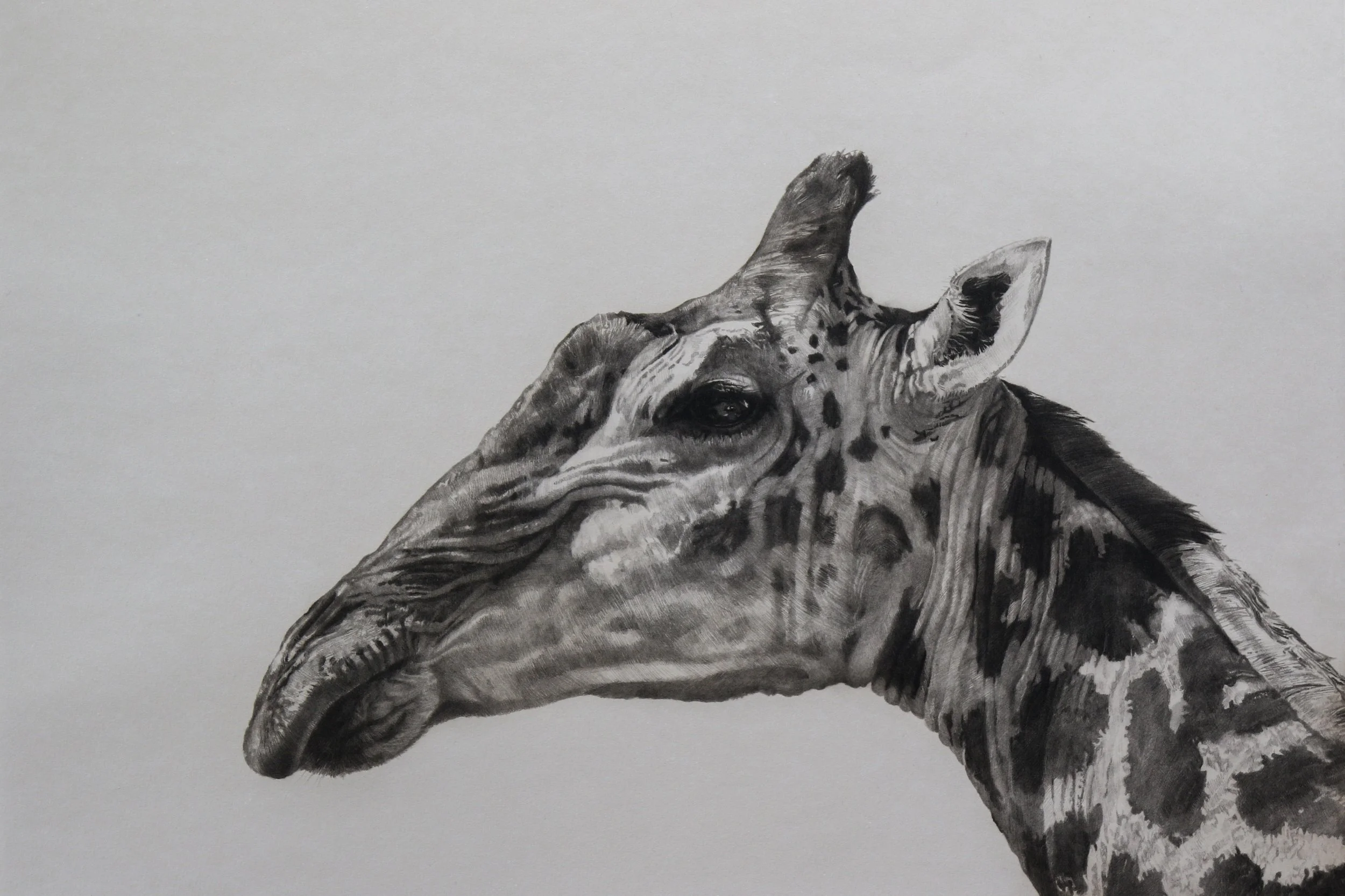 Tammy Mackay Printmaker