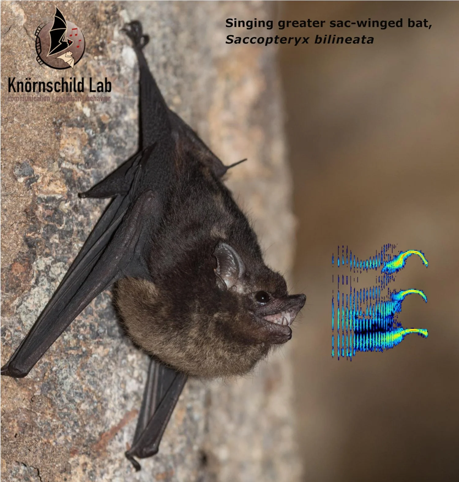 Mirjam Knörnschild, Bats in Translation — Interspecies Internet