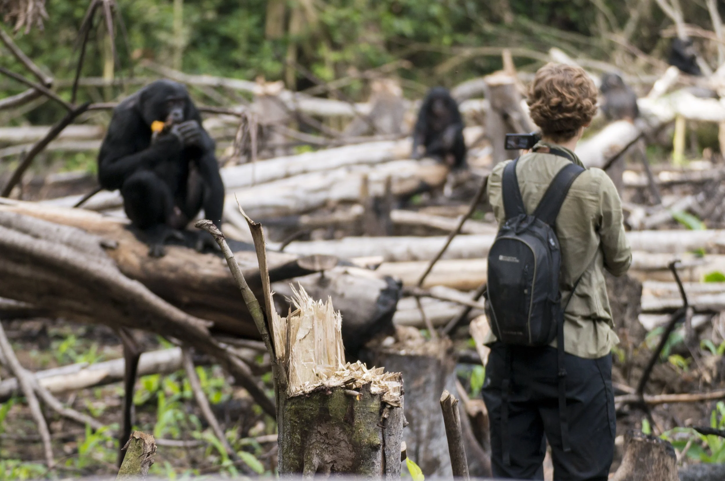 Every Body Communicates! Ape gestures, postures & displays, with Kirsty ...