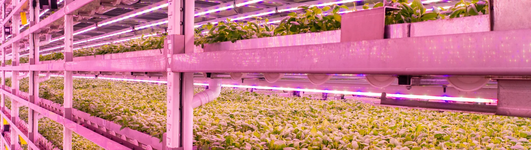 These are the 7 biggest DISADVANTAGES of vertical farming — Home