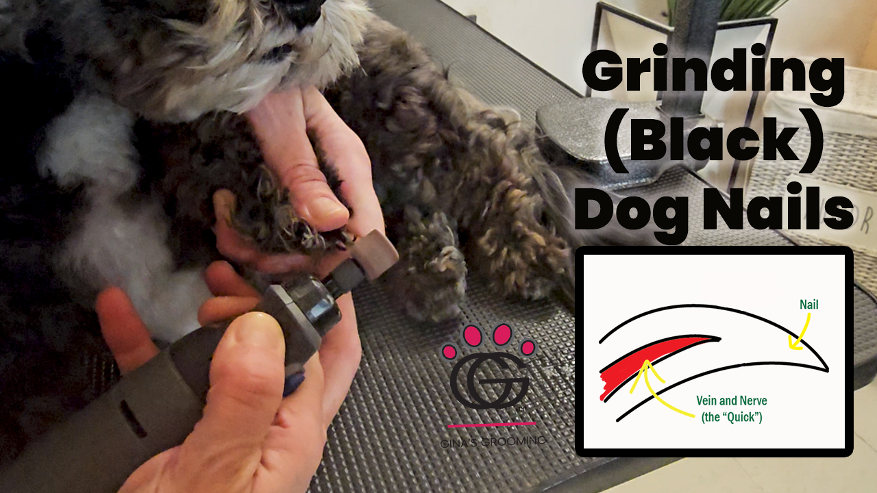 Gina's Grooming| Gina's Grooming - Professional Dog Grooming Tips