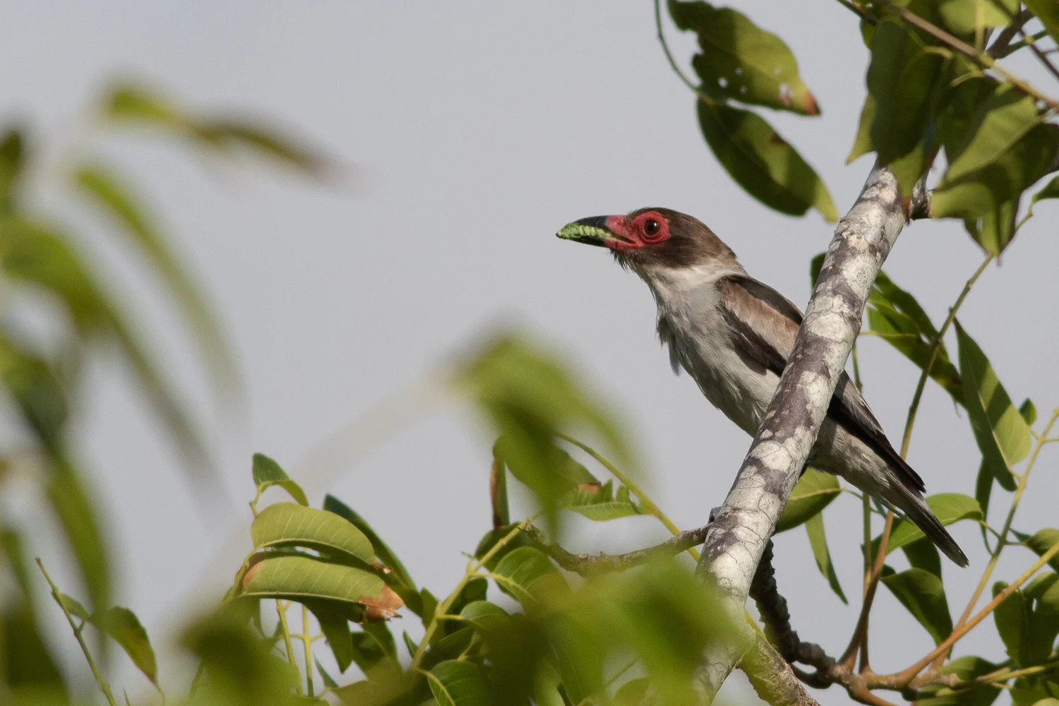 Let´s go birding! — Birding with Steven