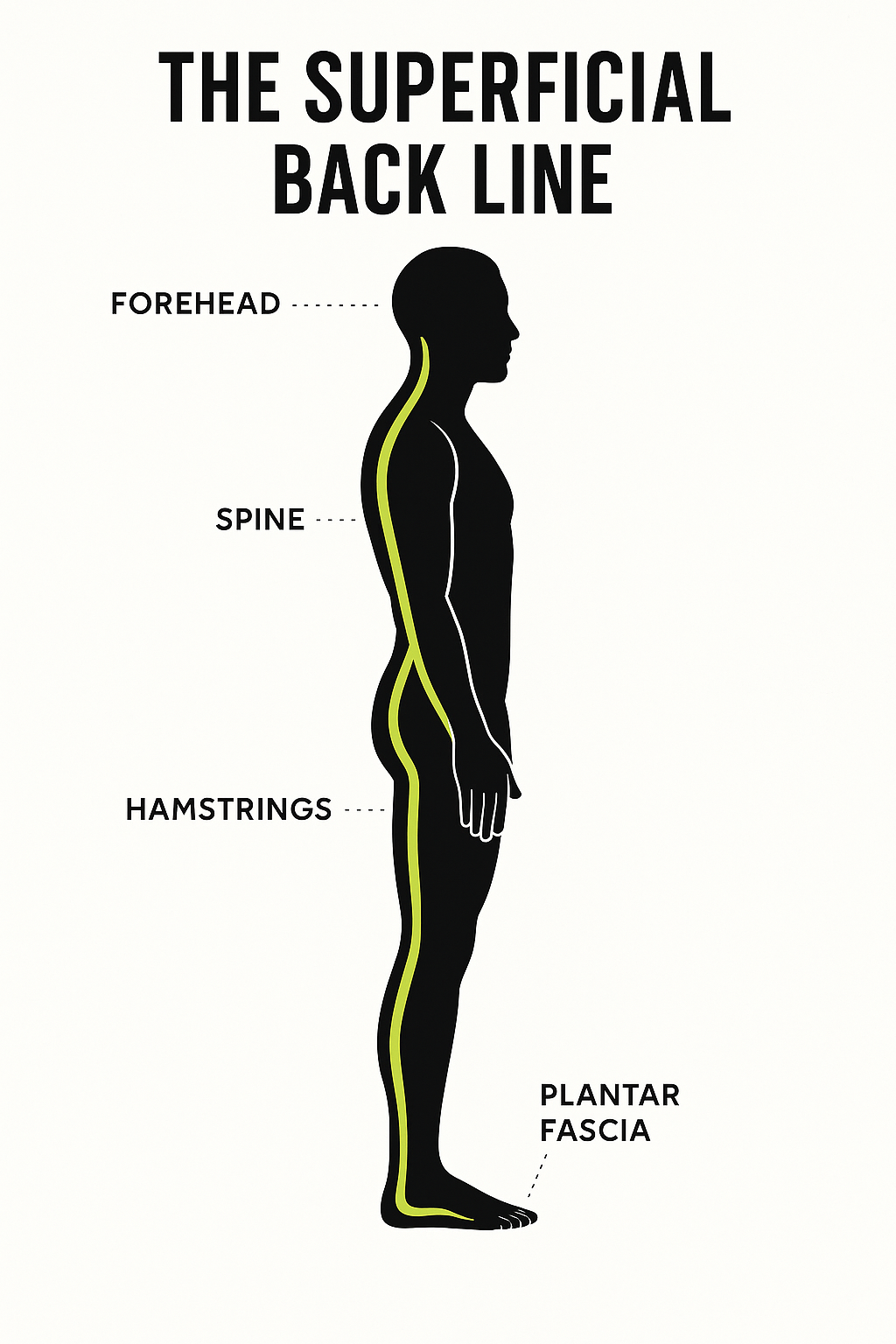 What Is the Superficial Back Line? A Guide to Releasing Posterior ...
