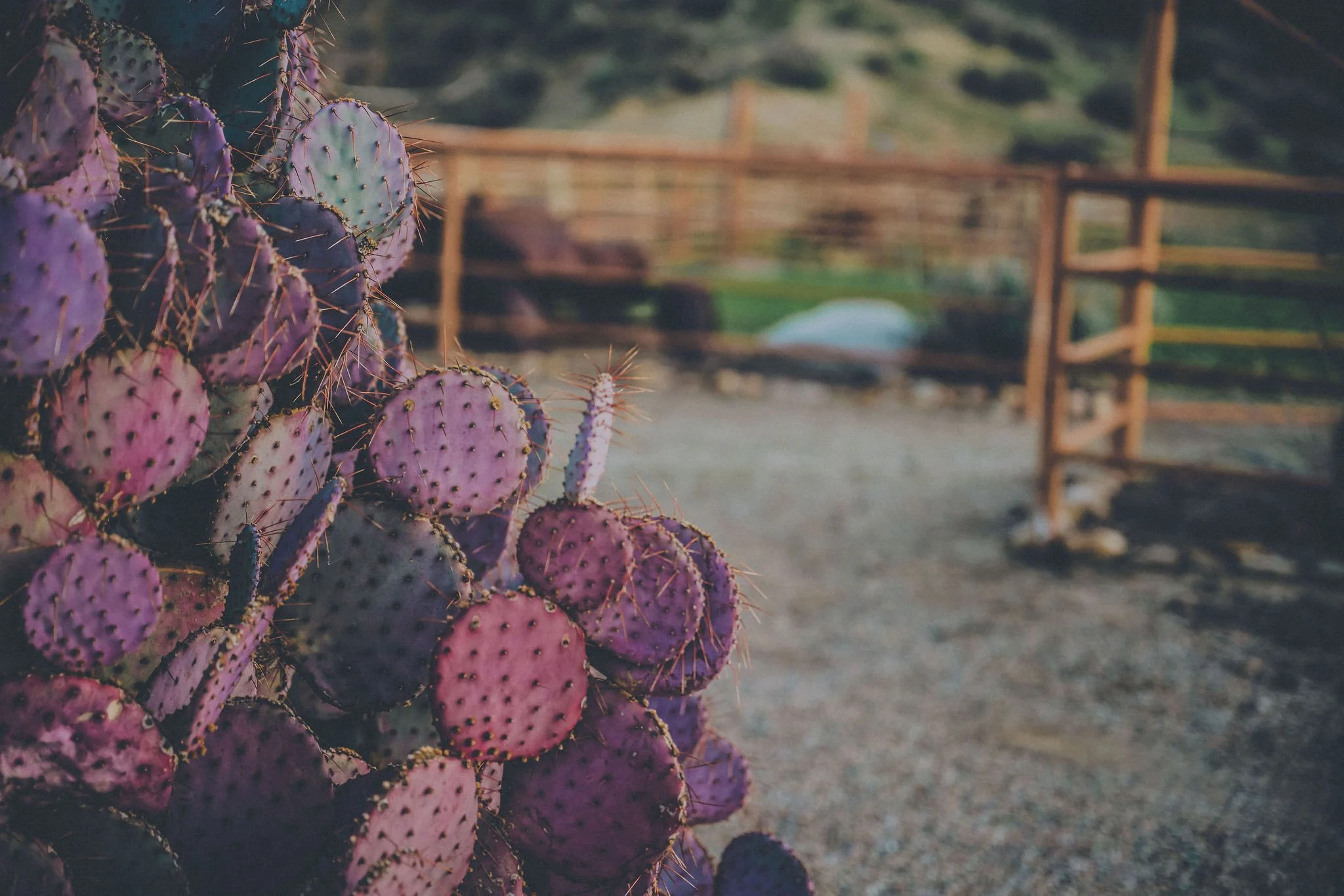 THE RANCH — LEEF Brands