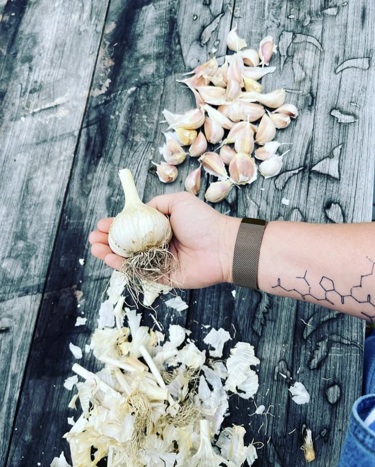 How (and when) to Plant Garlic in Massachusetts- Step by Step — Edible ...