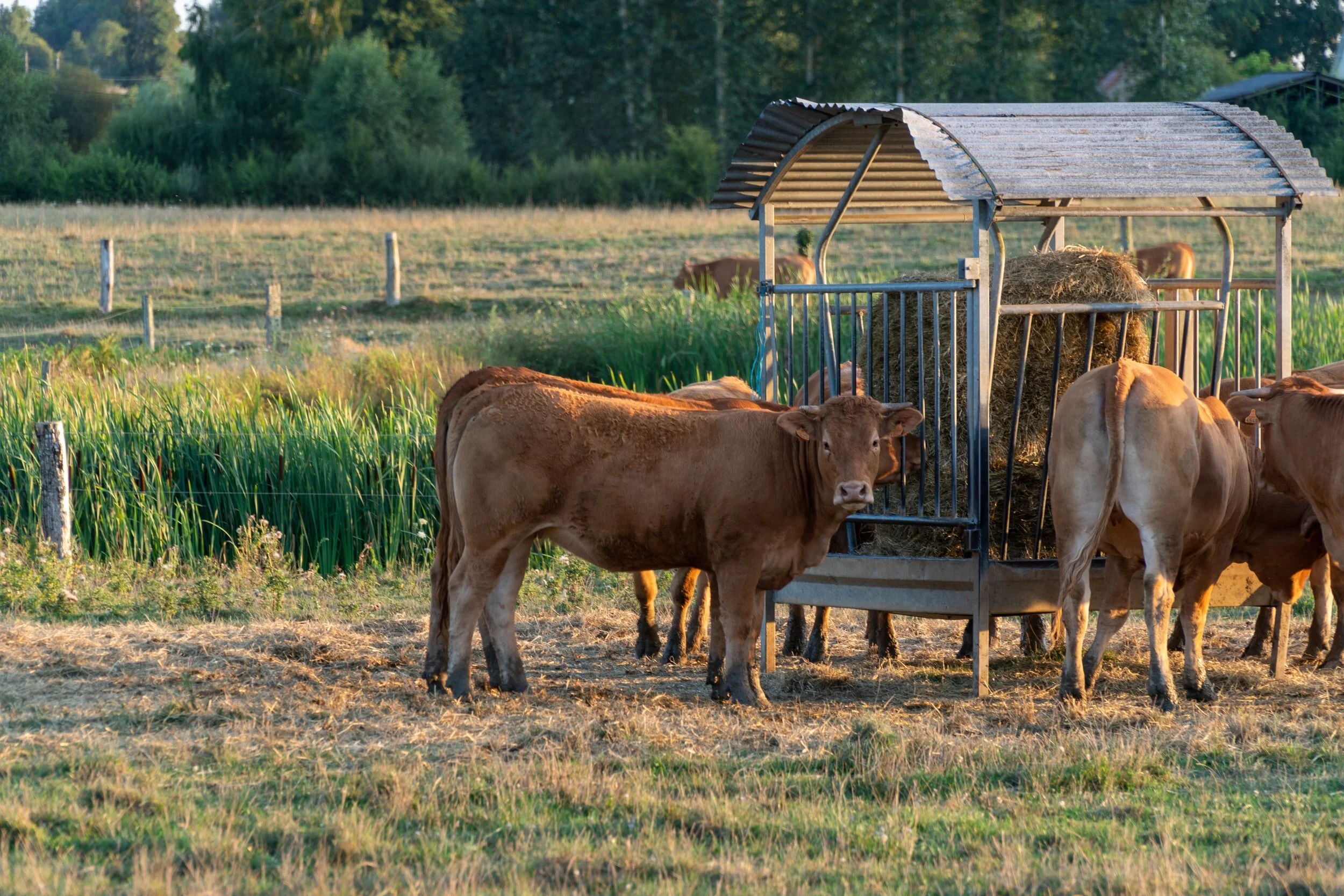 TENNESSEE COW RESCUE
