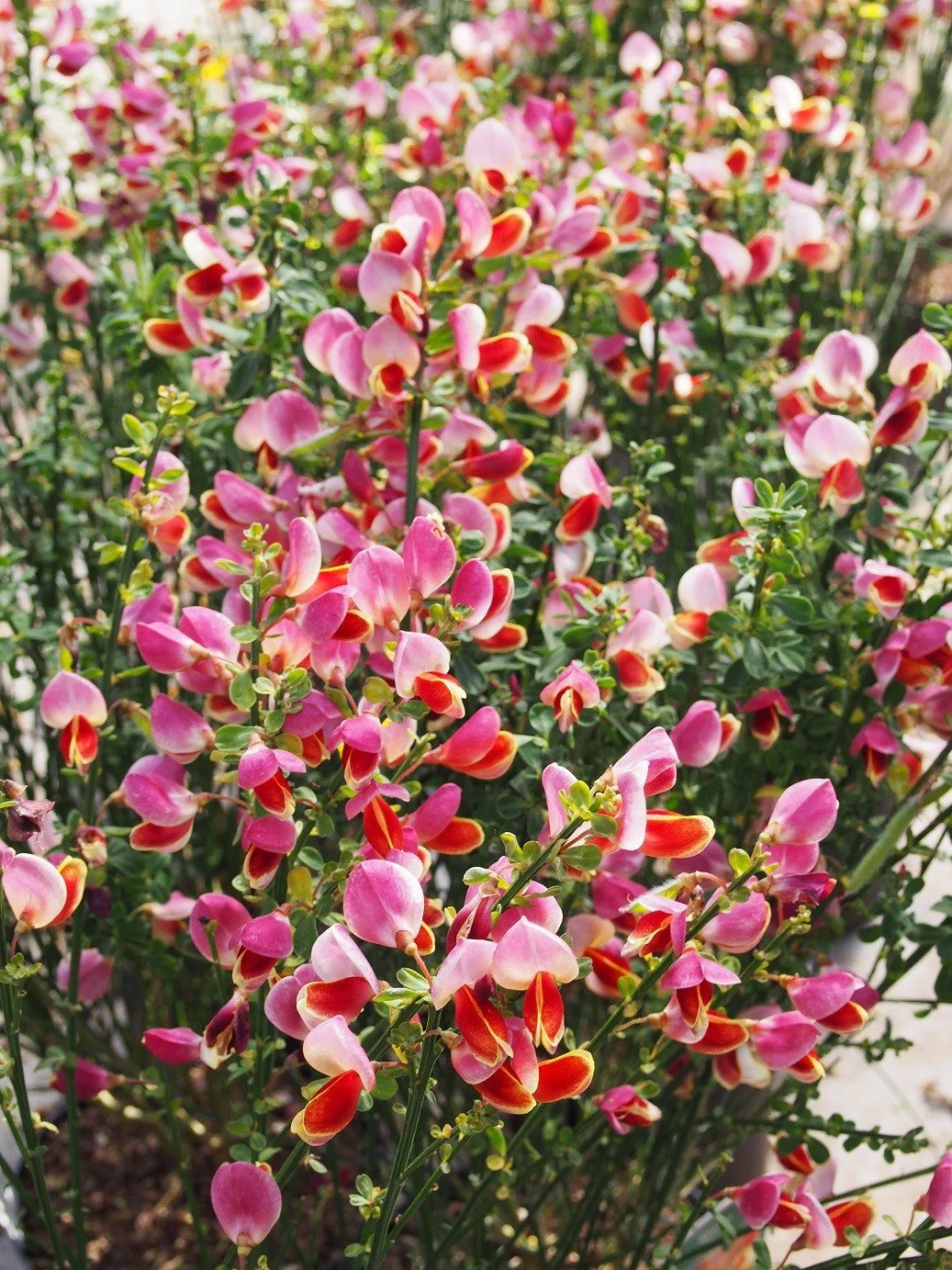 A-Z Shrubs — Hollybeck Garden Centre