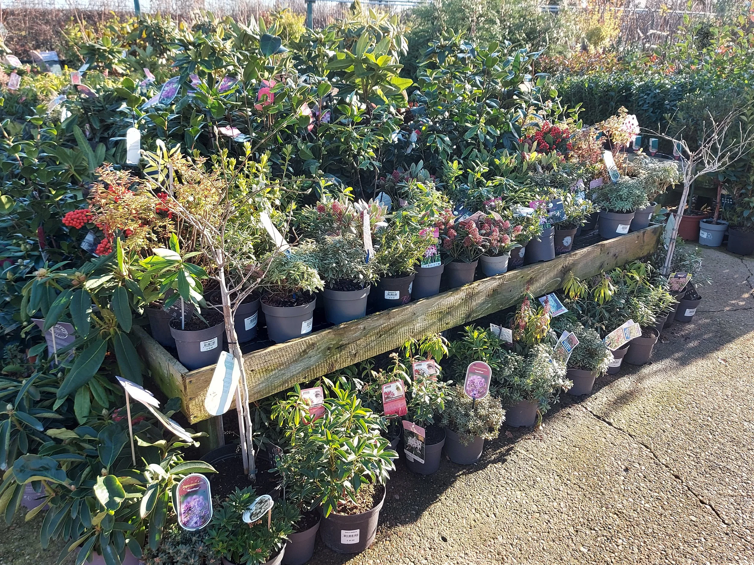 Ericaceous Plants — Hollybeck Garden Centre