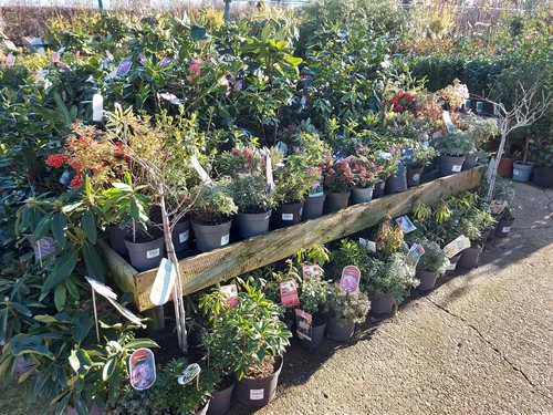 Ericaceous Plants — Hollybeck Garden Centre