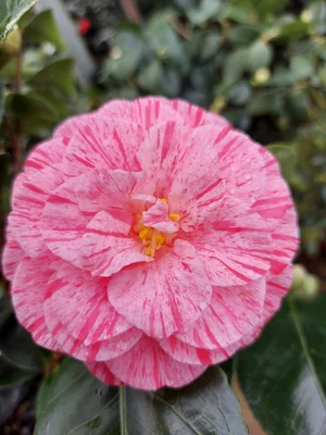 Ericaceous Plants — Hollybeck Garden Centre