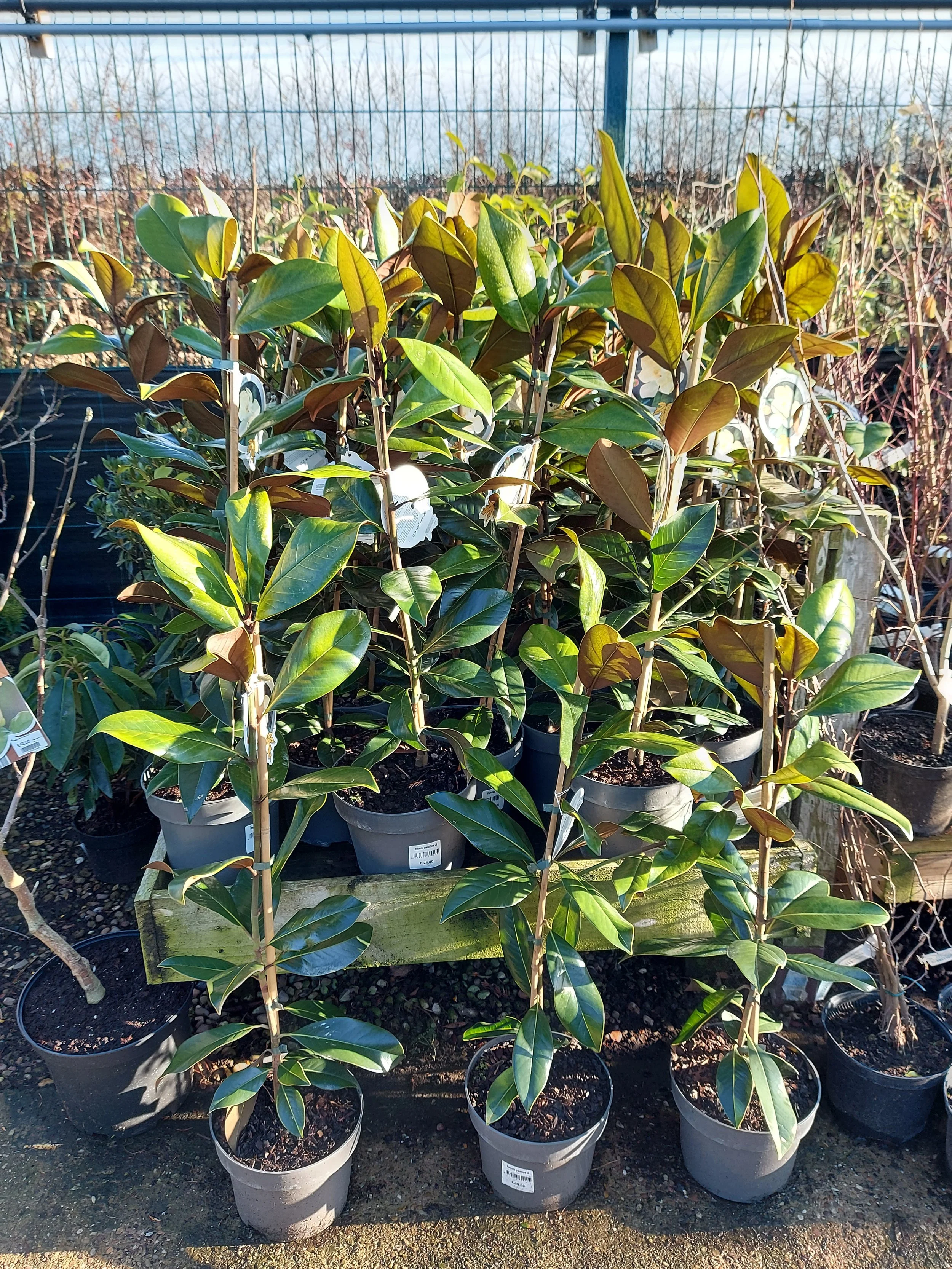 Ericaceous Plants — Hollybeck Garden Centre