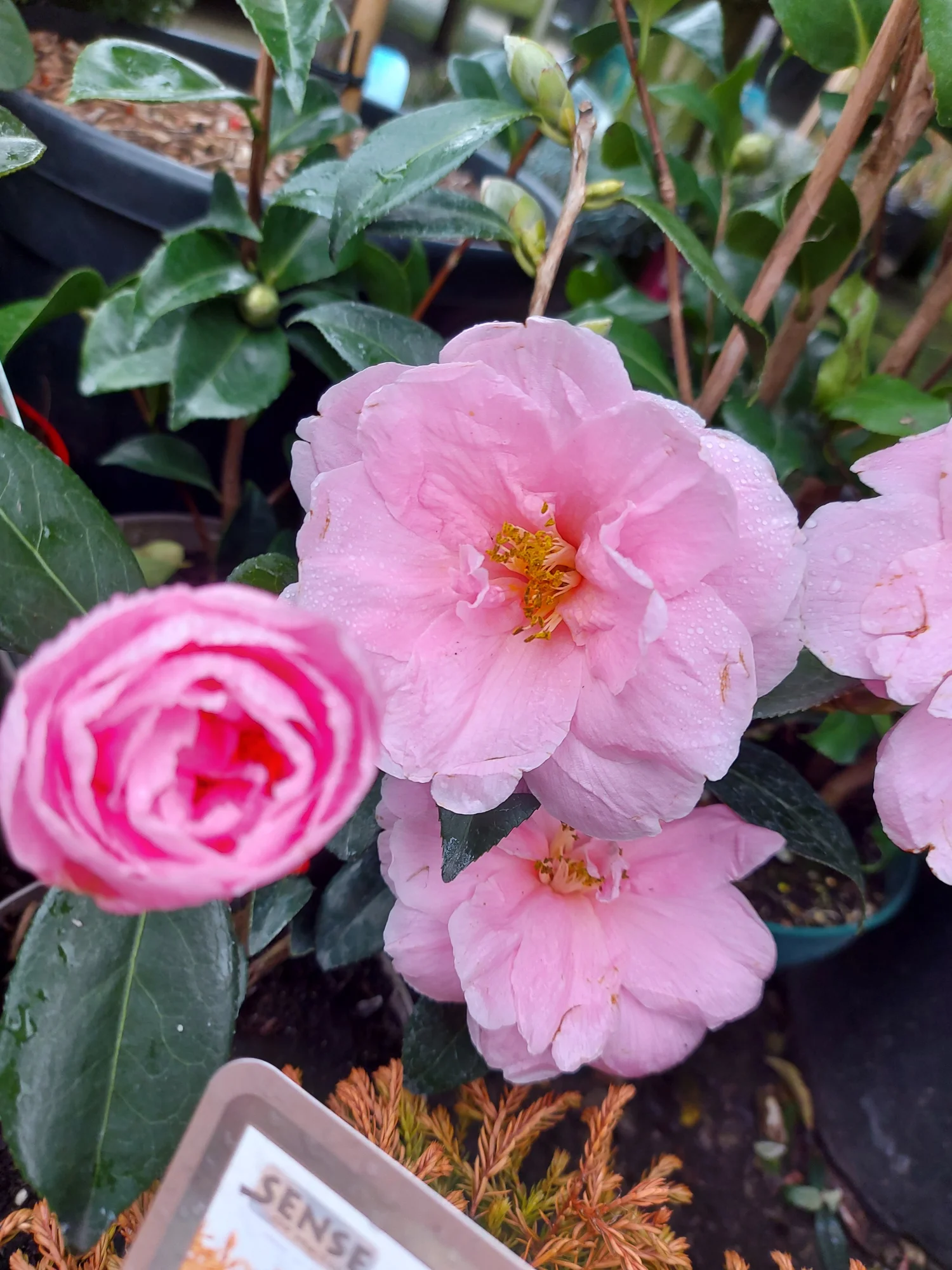 Ericaceous Plants — Hollybeck Garden Centre
