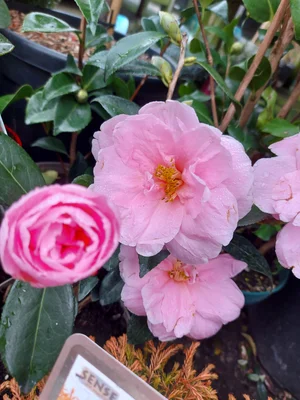 Ericaceous Plants — Hollybeck Garden Centre