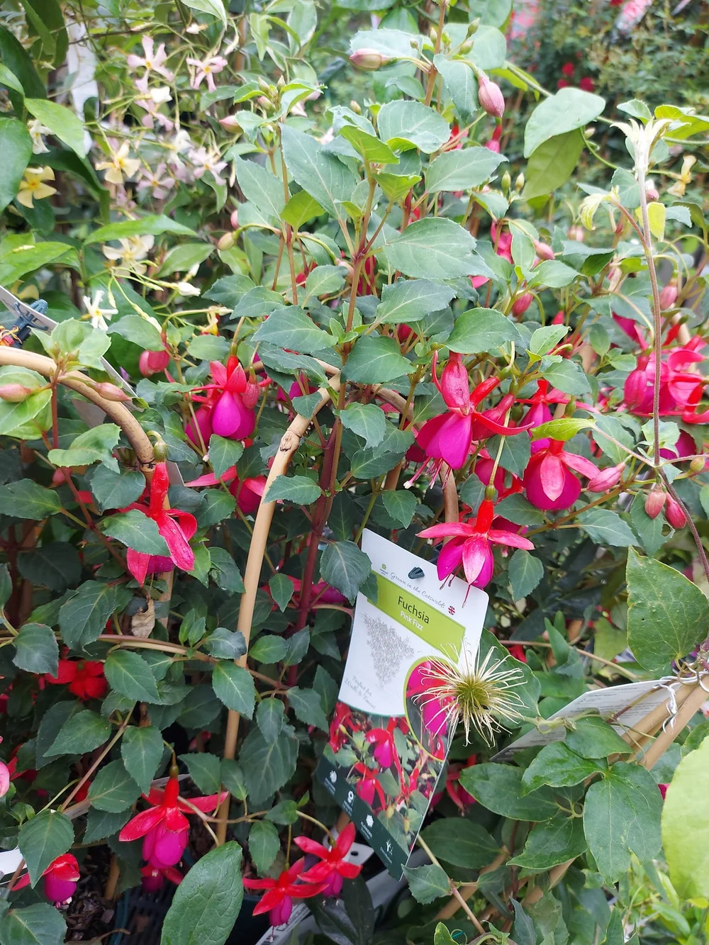 Climbers and Wall Shrubs — Hollybeck Garden Centre