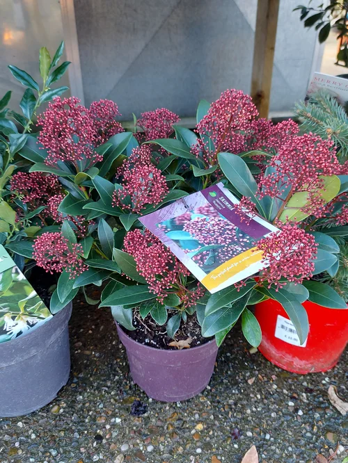 Ericaceous Plants — Hollybeck Garden Centre