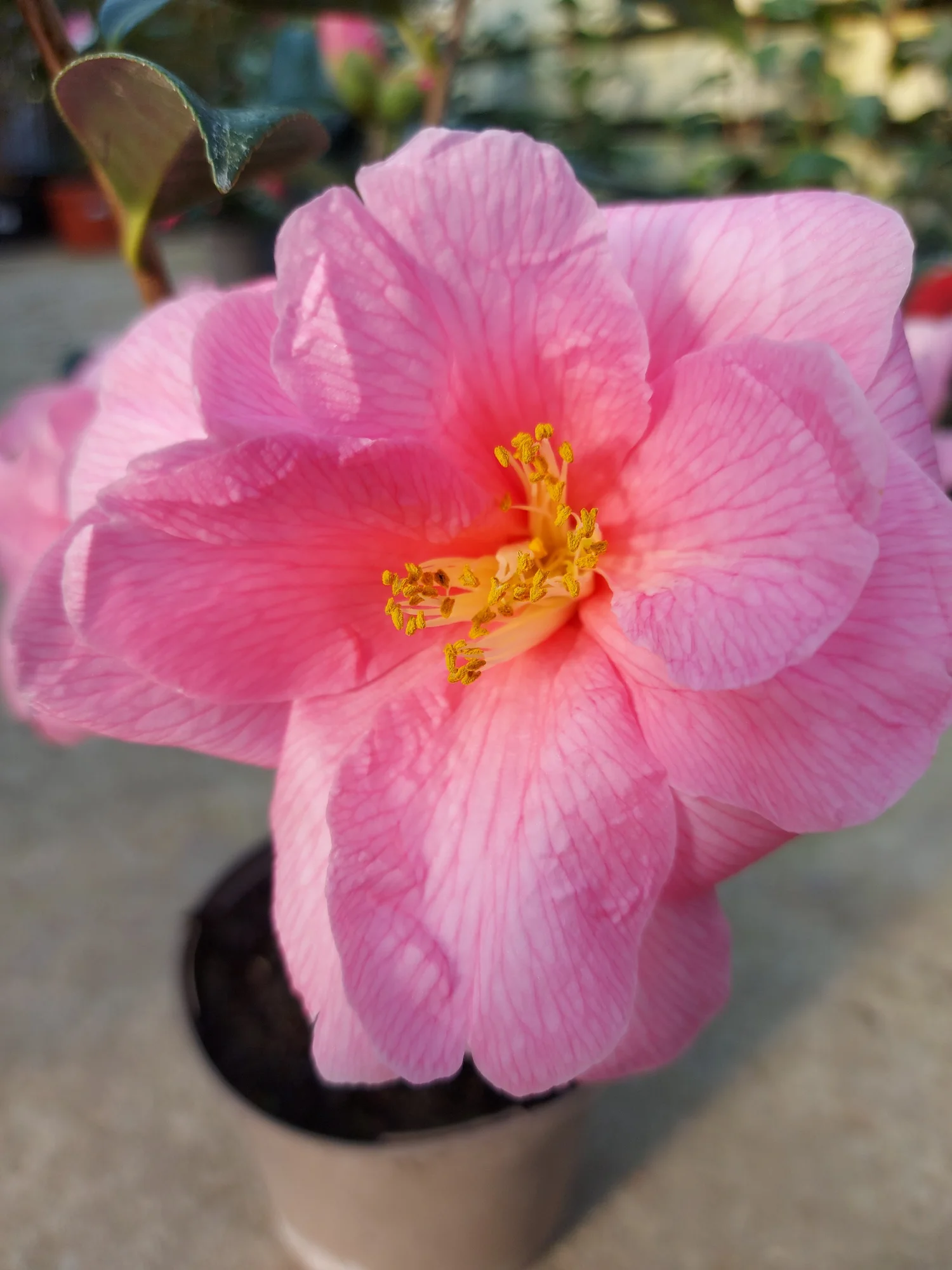 Ericaceous Plants — Hollybeck Garden Centre
