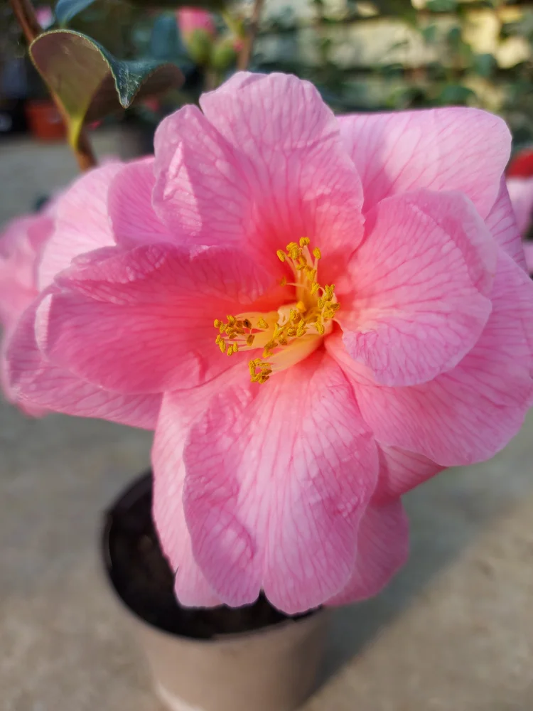 Ericaceous Plants — Hollybeck Garden Centre