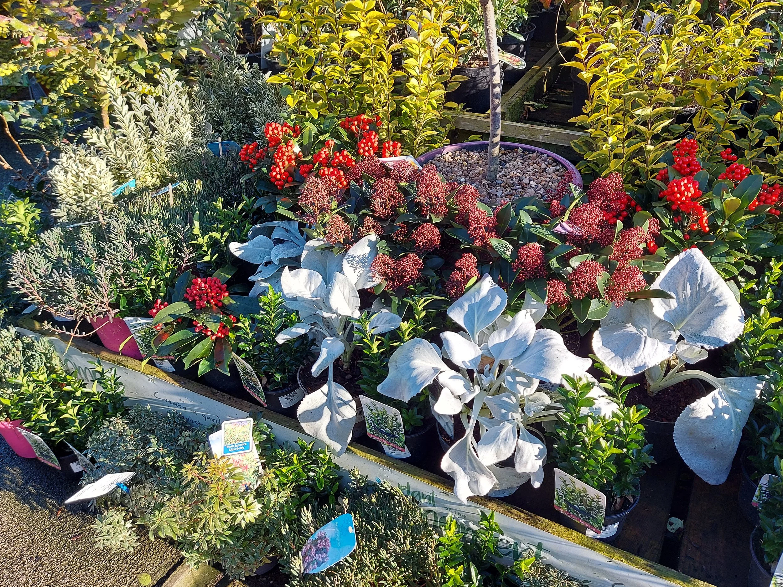 Ericaceous Plants — Hollybeck Garden Centre