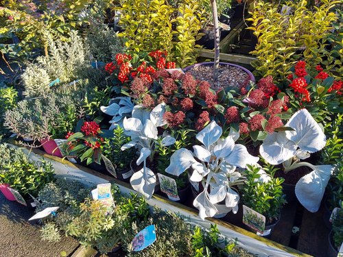 Ericaceous Plants — Hollybeck Garden Centre