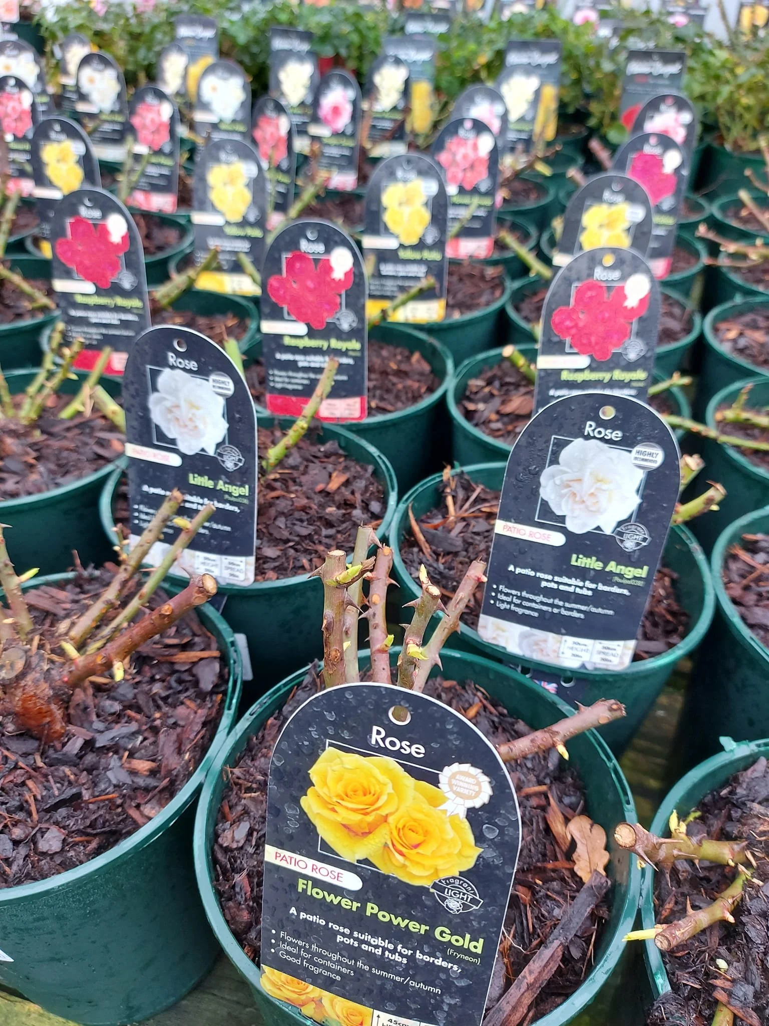 Roses — Hollybeck Garden Centre