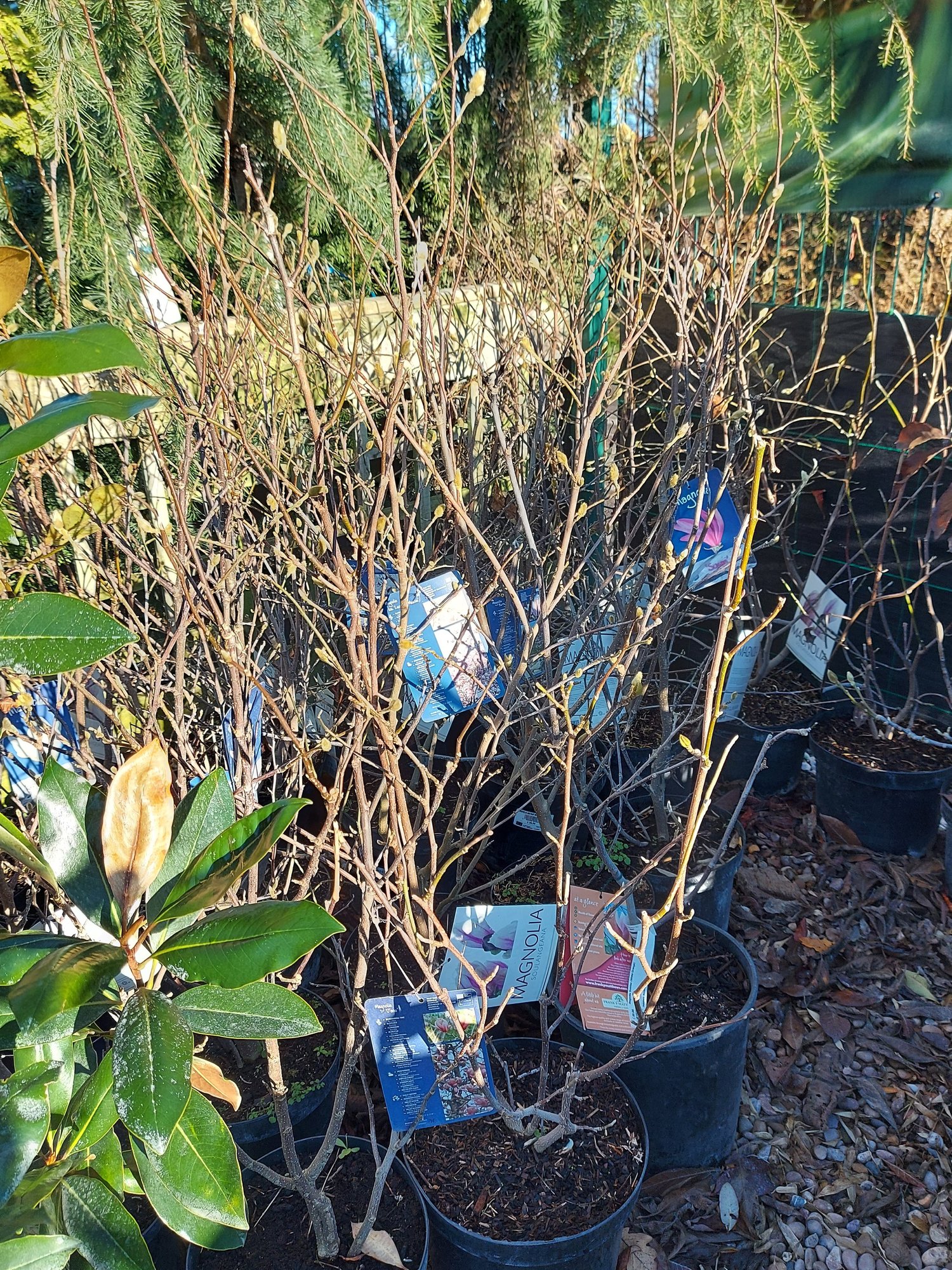 Ericaceous Plants — Hollybeck Garden Centre