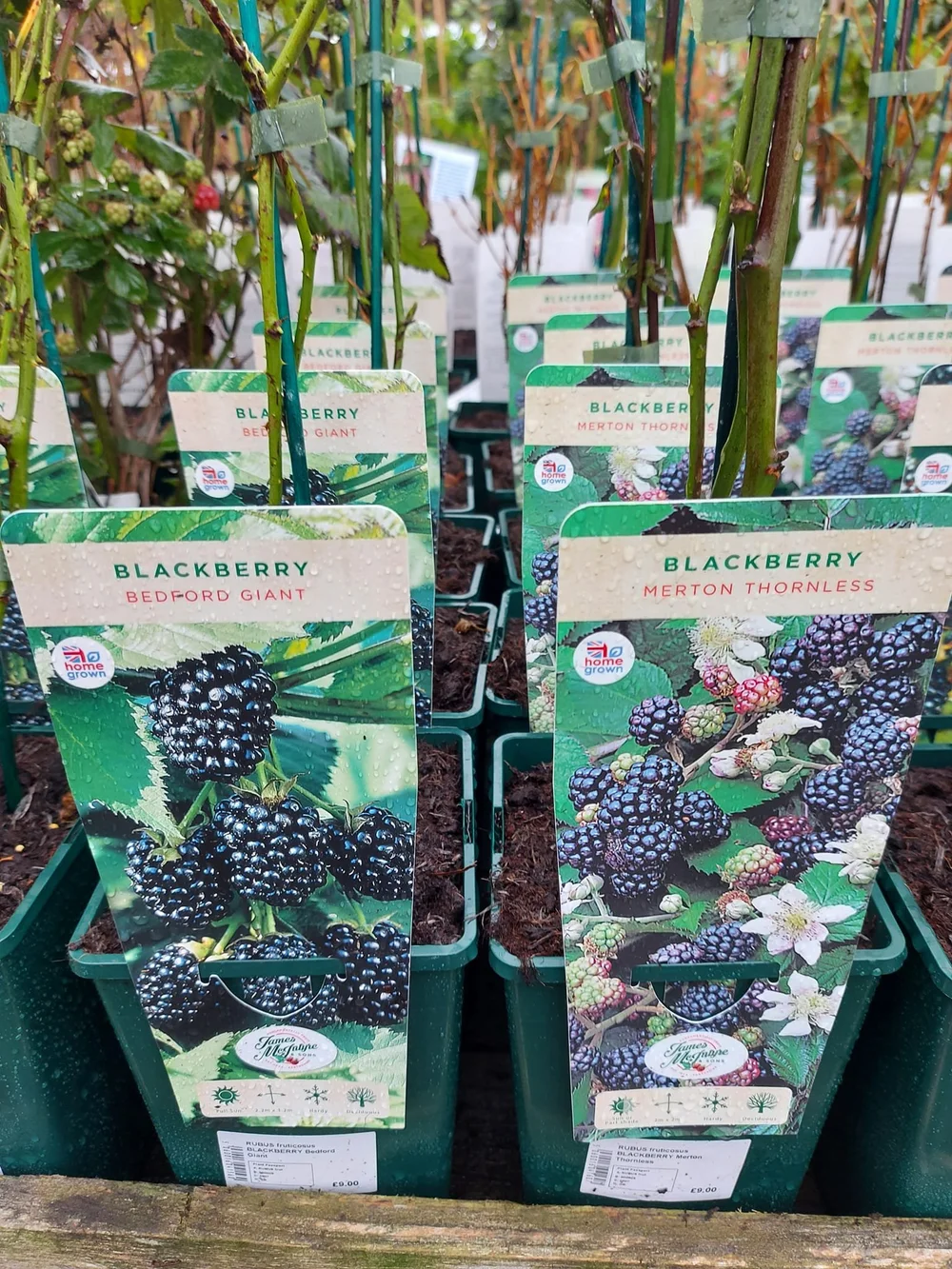 Edibles- Fruit Trees, Bush Fruit, Herbs and Veg Plants — Hollybeck ...